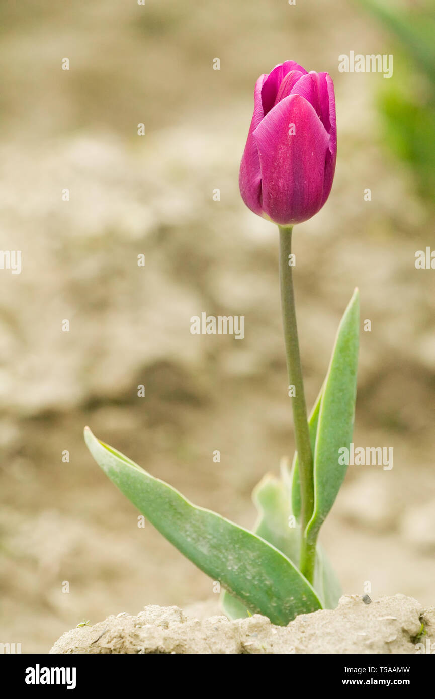 Single purple tulip hi-res stock photography and images - Alamy