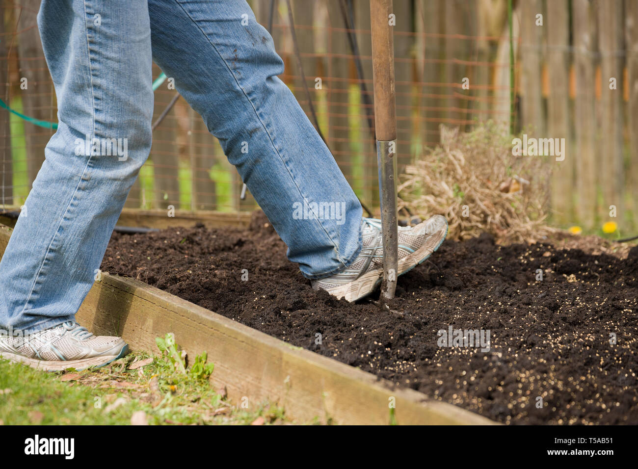 Sammamish, Washington, USA. Woman using shovel to mix compost into the ...