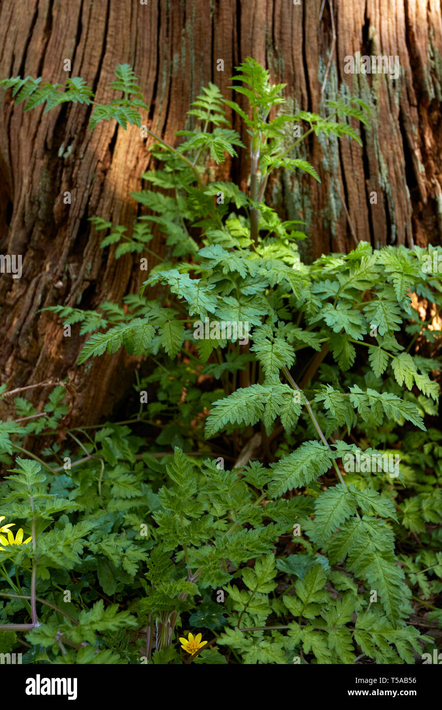 Verdant Ferns against a gnarled tree stump close-up nature abstract ...