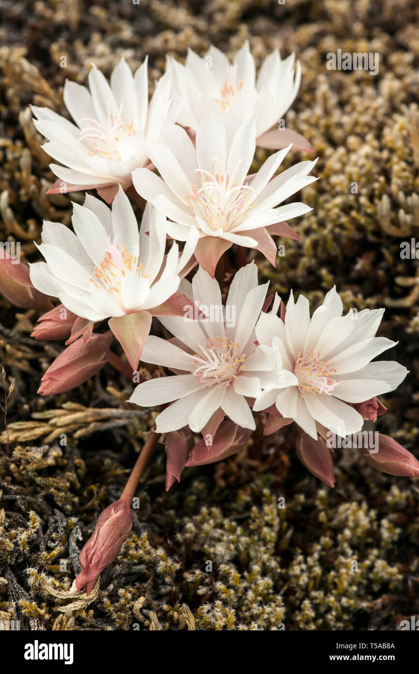 Columbia River Gorge, Washington, USA. Bitterroot (Lewisia rediviva ...