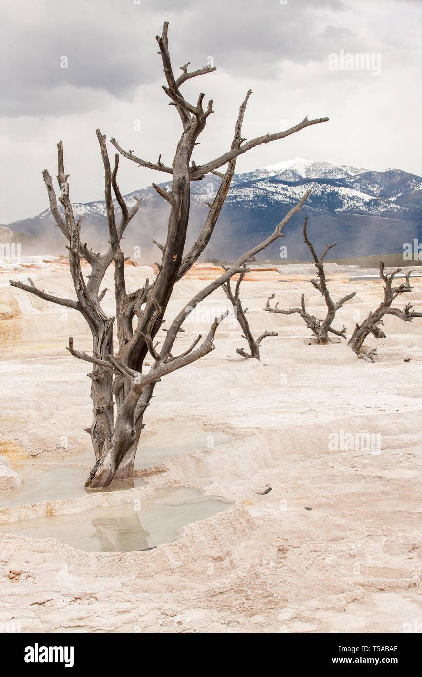 Yellowstone National Park, Wyoming, USA. Dead trees at Minerva Terrace ...