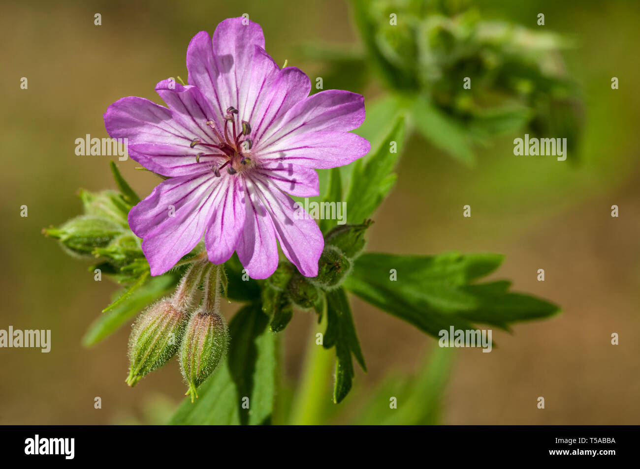Field Springs State Park, Washington, USA. Northern Geranium or Crane's ...