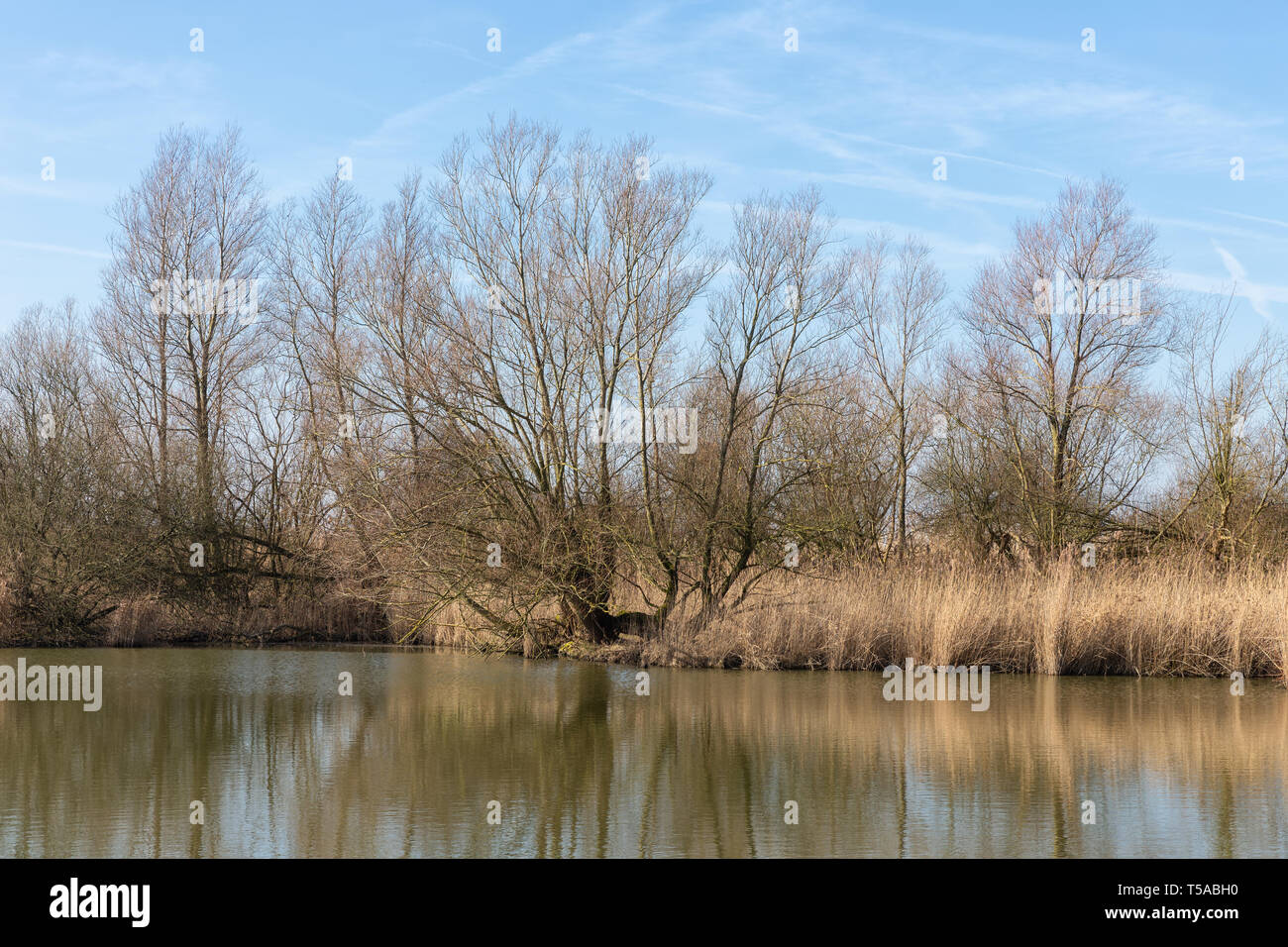 Wetlands of Dutch National Park Oostvaardersplassen in early spring ...