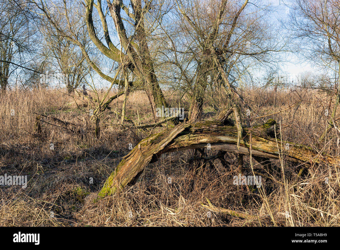 Wetlands netherlands hi-res stock photography and images - Alamy