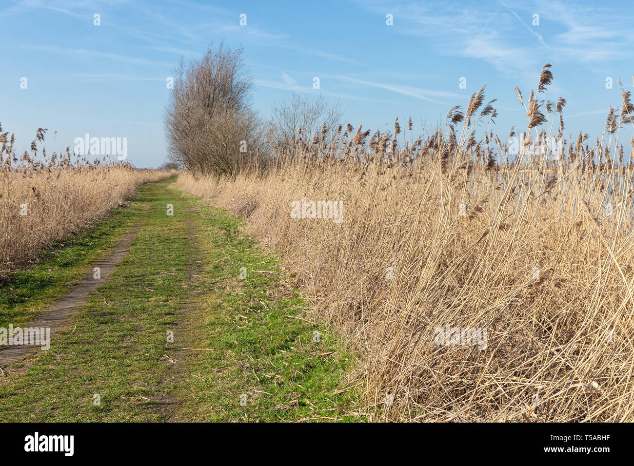 Pathway through canebrakes of Dutch National Park Oostvaardersplassen ...