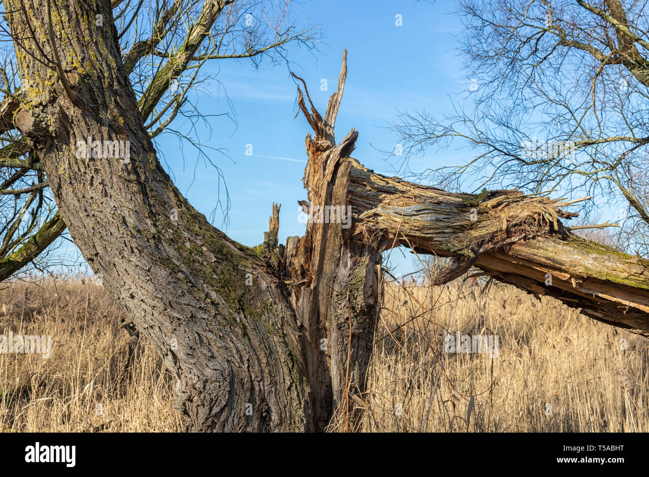 Wetlands of Dutch National Park Oostvaardersplassen with broken tree ...
