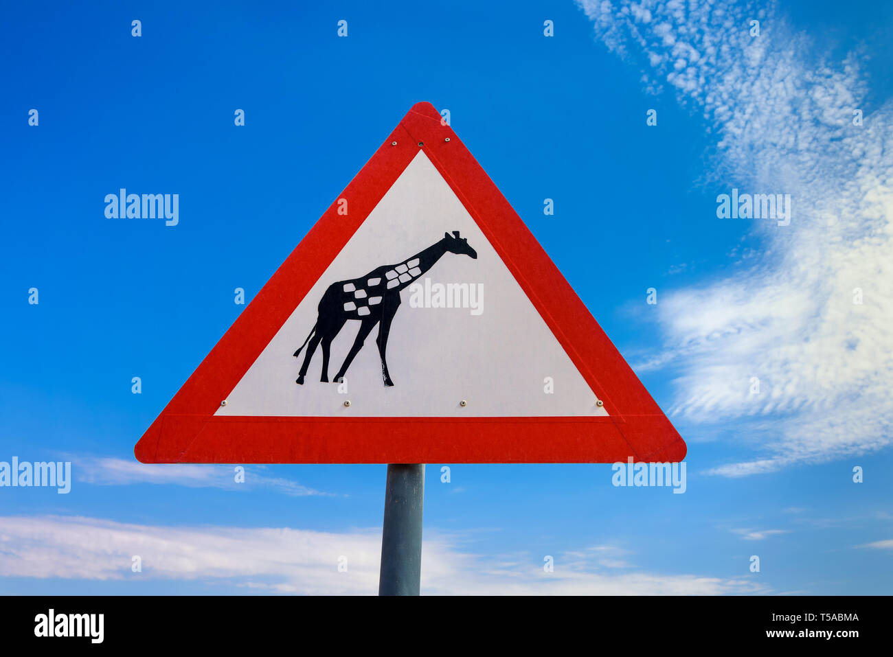 Giraffes crossing warning road sign Stock Photo - Alamy