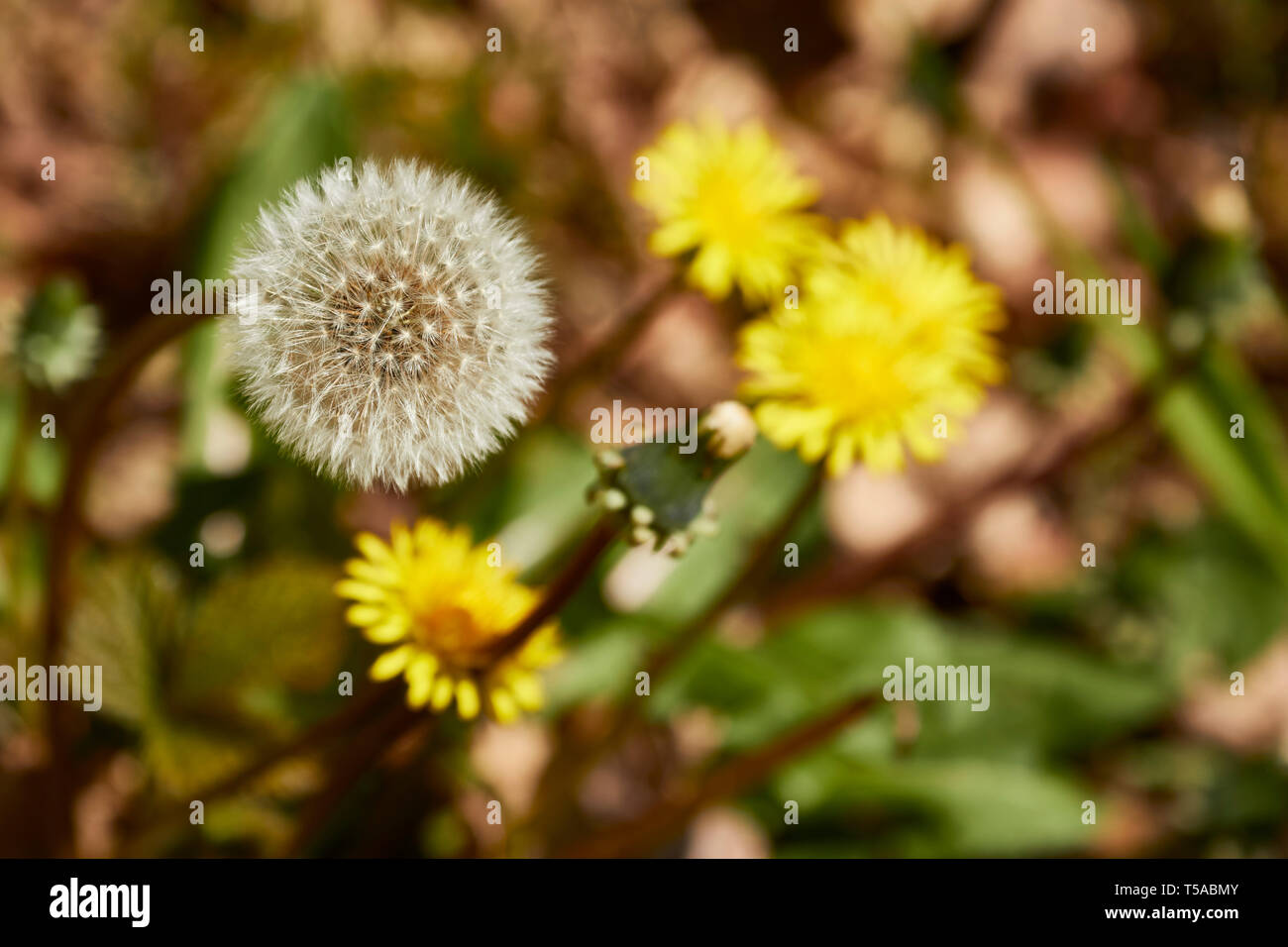 Blooming Dandelion plant portrait in spring, England, Europe Stock ...