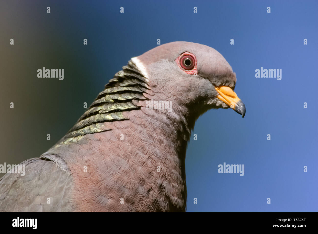 Band tailed pigeon hi-res stock photography and images - Alamy