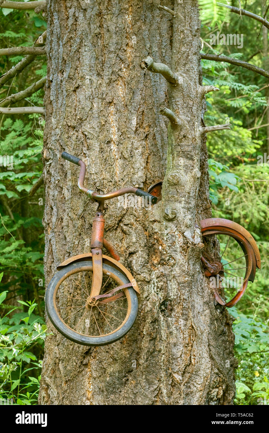 Vashon Island, Washington, USA. Old bike grown into a tree. This is a ...