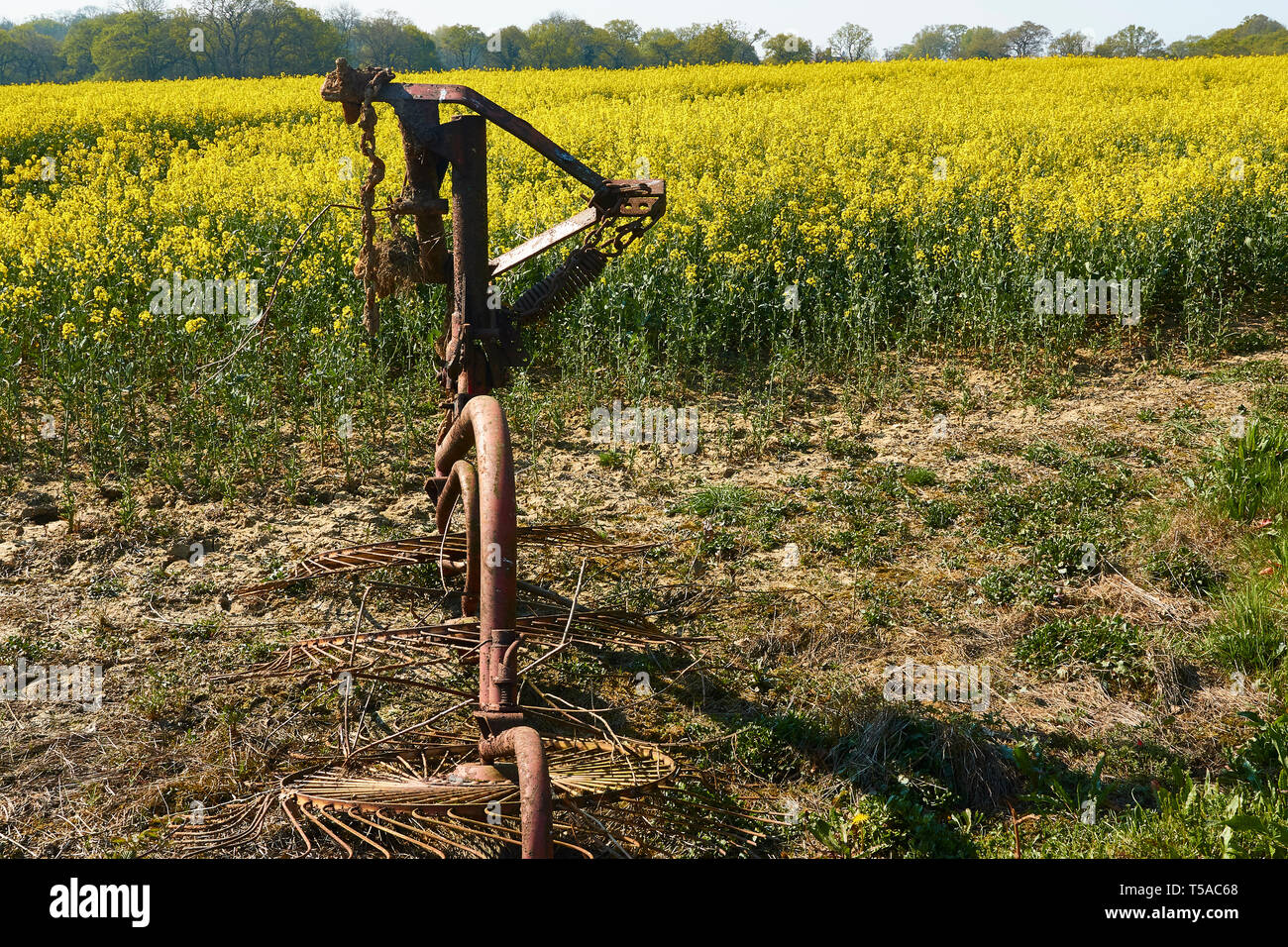 Farm machinery and rapeseed in the spring on farmland in Kent, England ...