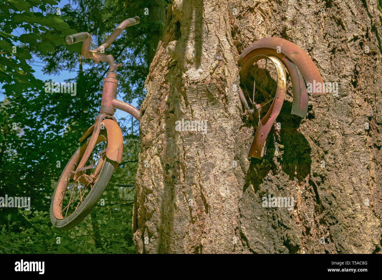 Vashon Island, Washington, USA. Old bike grown into a tree. This is a form of arborsculpting ...