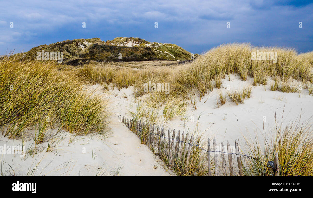 Sand dunes, Berck-Plage, Picardie, Hauts-de-France, France Stock Photo ...