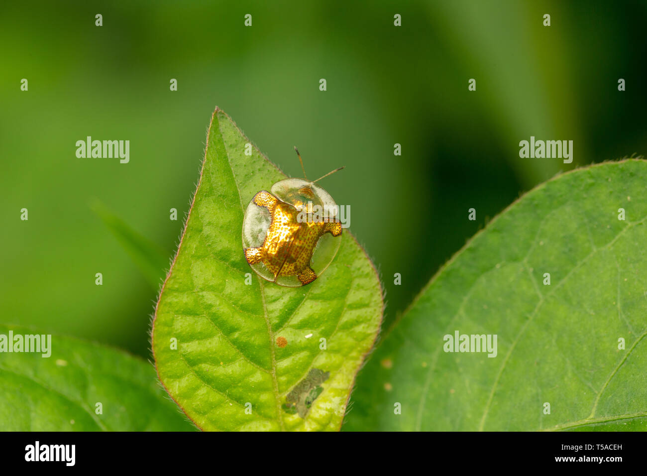 Golden tortoise beetle photographed outside of it's native range, this ...