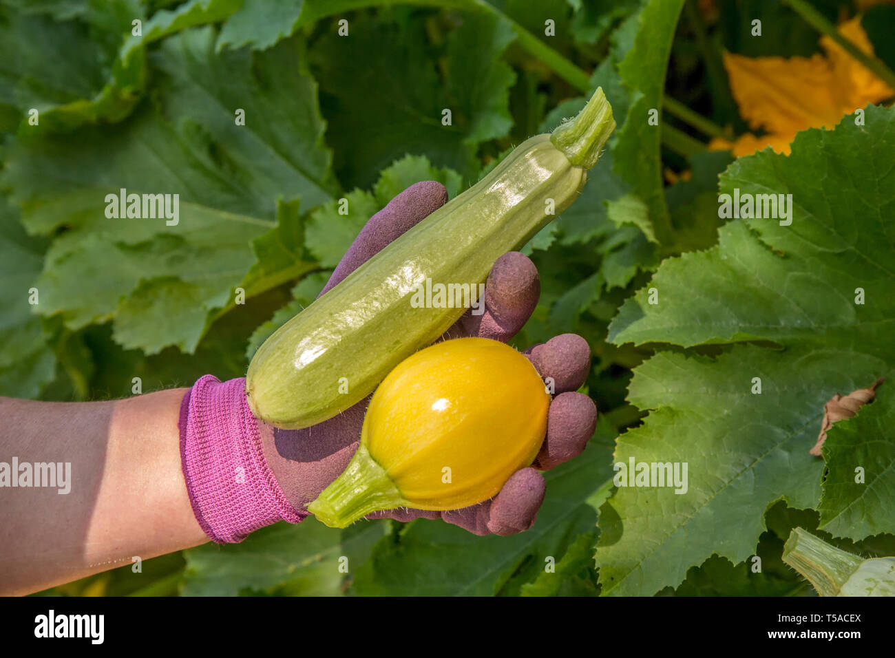Bellevue, Washington, USA. Woman holding freshly harvested One Ball and ...