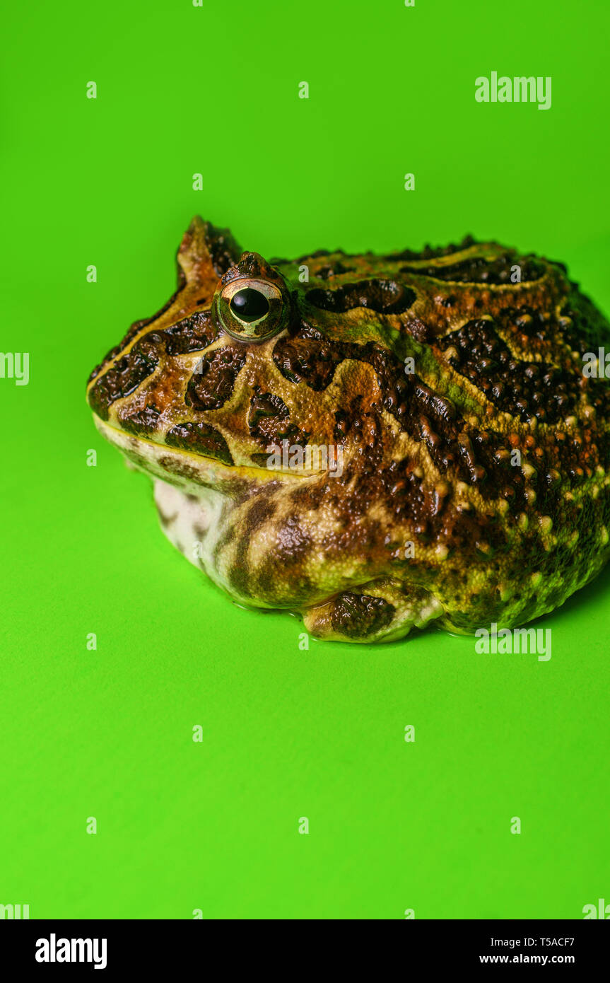 Ornate horned pacman frog with studio lighting Stock Photo - Alamy