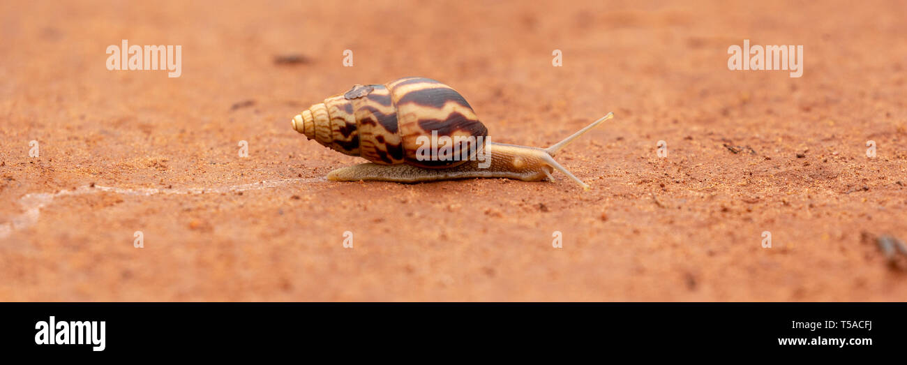 Cameroonian snail hi-res stock photography and images - Alamy