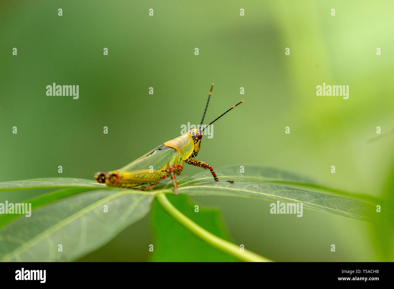 variegated grasshopper perched on a leaf Stock Photo - Alamy
