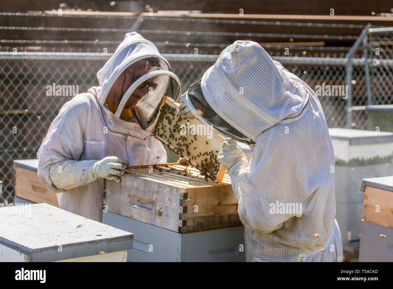 Maple Valley, Washington, USA. Female beekeepers checking the health of ...