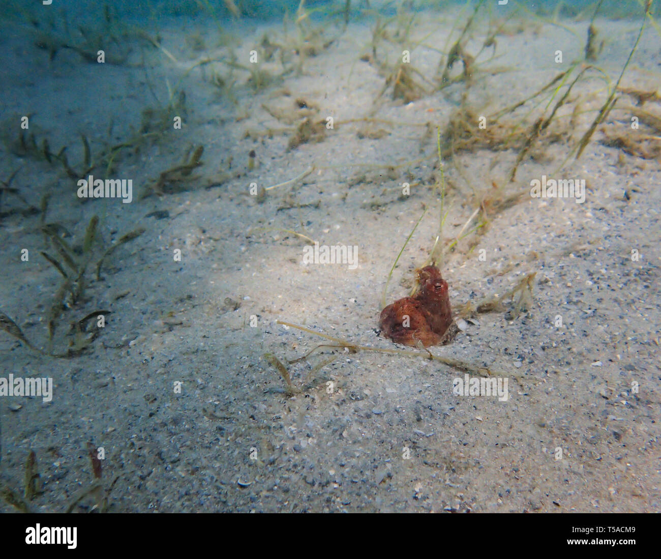 Octopodidae hi-res stock photography and images - Alamy