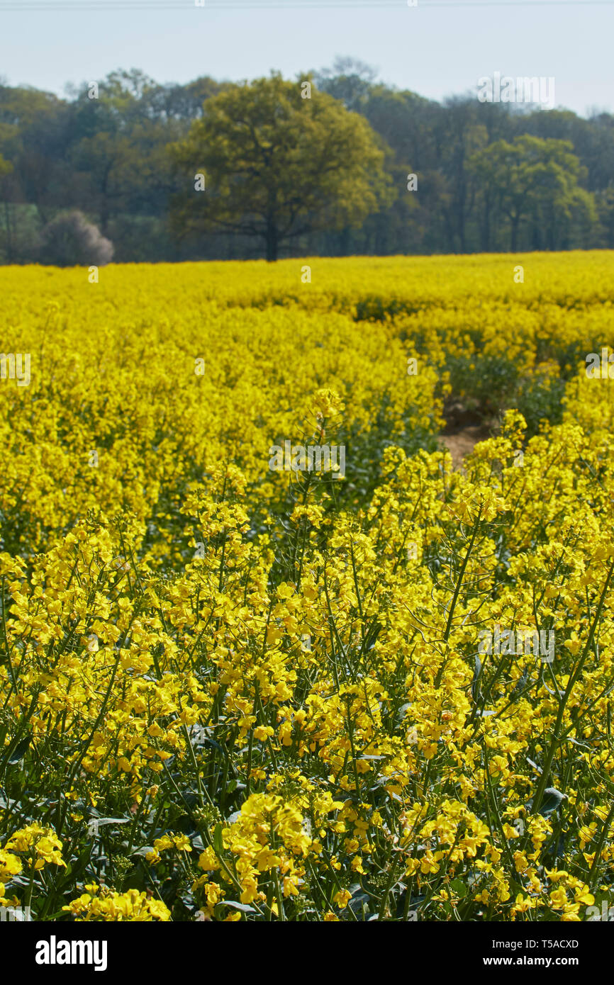 Oilseed rape field in full bloom in the spring sunshine, Kent, England ...