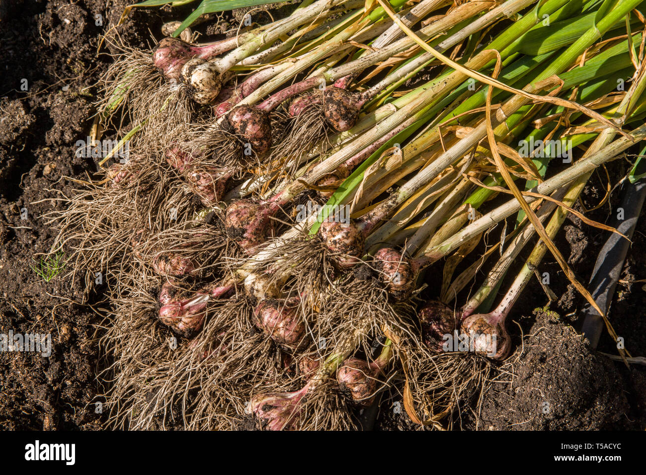 Garlic ready to harvest hi-res stock photography and images - Alamy
