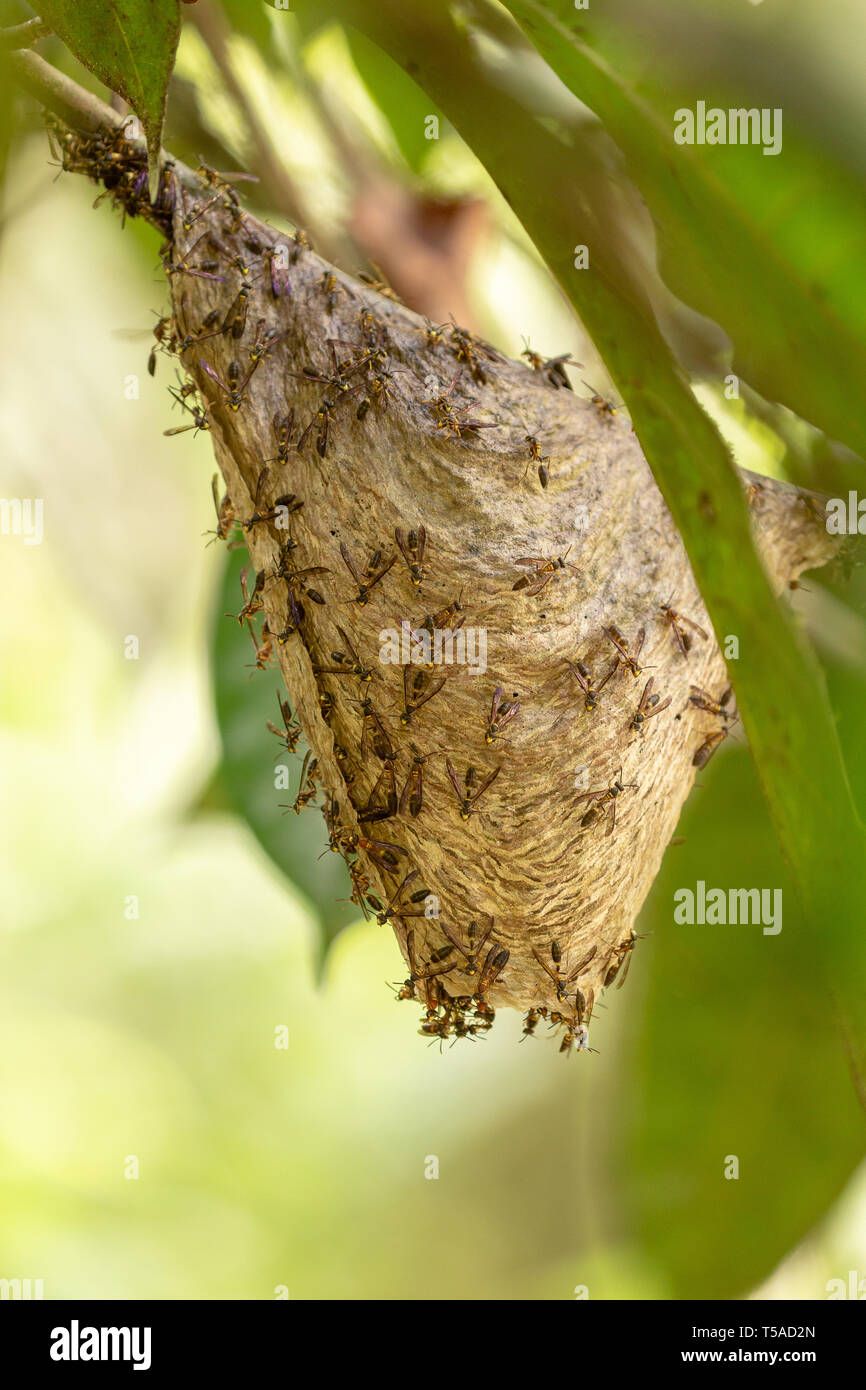 paper wasps at their nest Stock Photo - Alamy