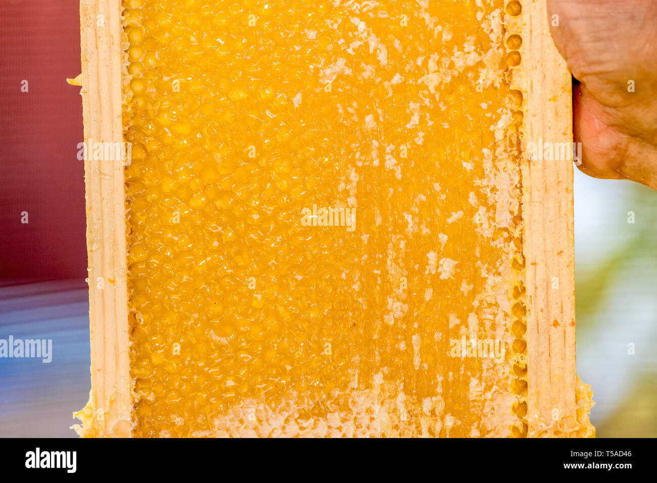 Man holding a close-up of a frame of capped honey. Next it will be ...