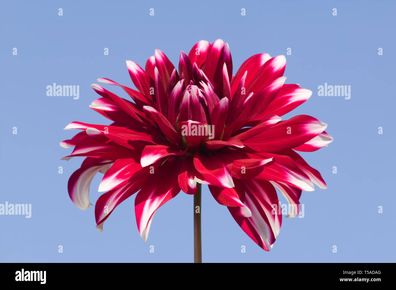 Tanner joe dahlia hi-res stock photography and images - Alamy