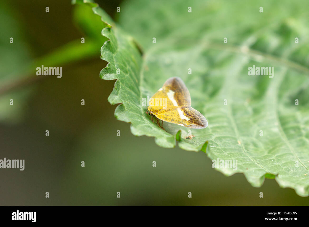 West african moth hi-res stock photography and images - Alamy