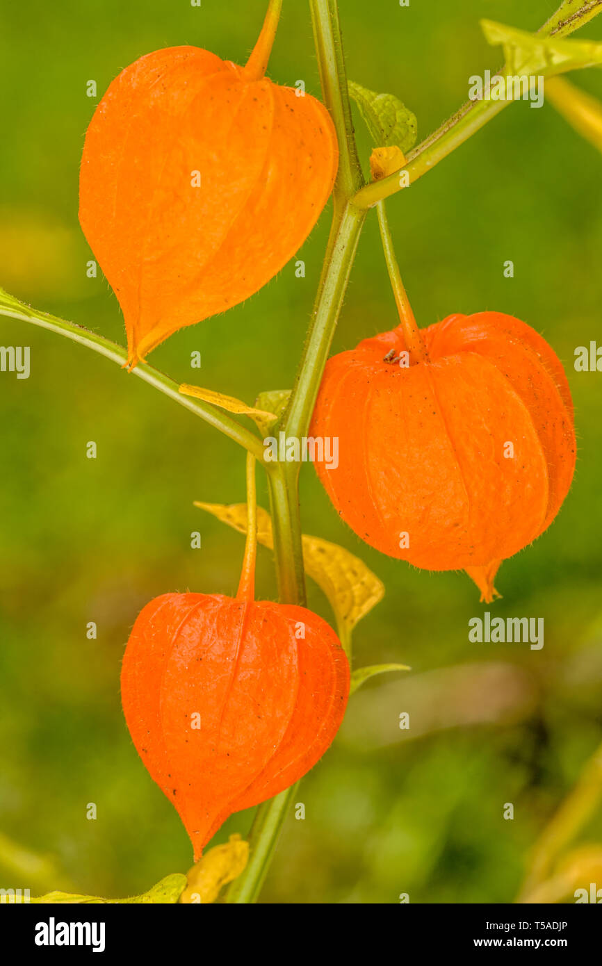 Issaquah, Washington, USA. Physalis alkekengi (Bladder cherry, Chinese ...