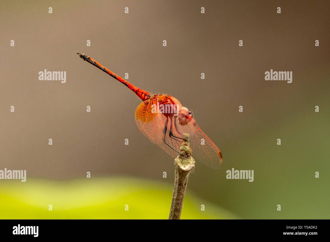 African dragonfly hi-res stock photography and images - Alamy