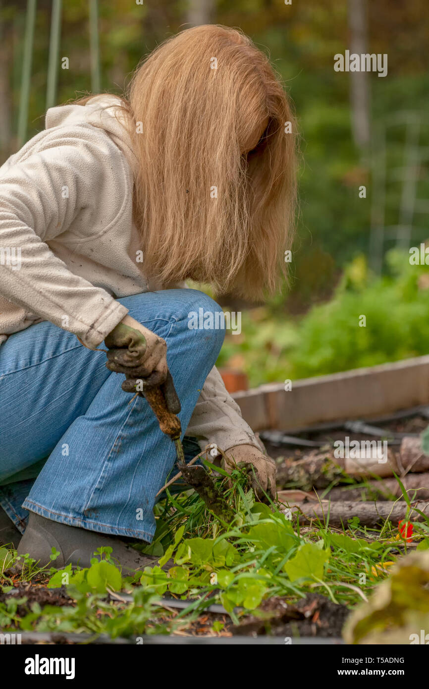 Issaquah, Washington, USA. Woman pulling weeds and unwanted plants in ...
