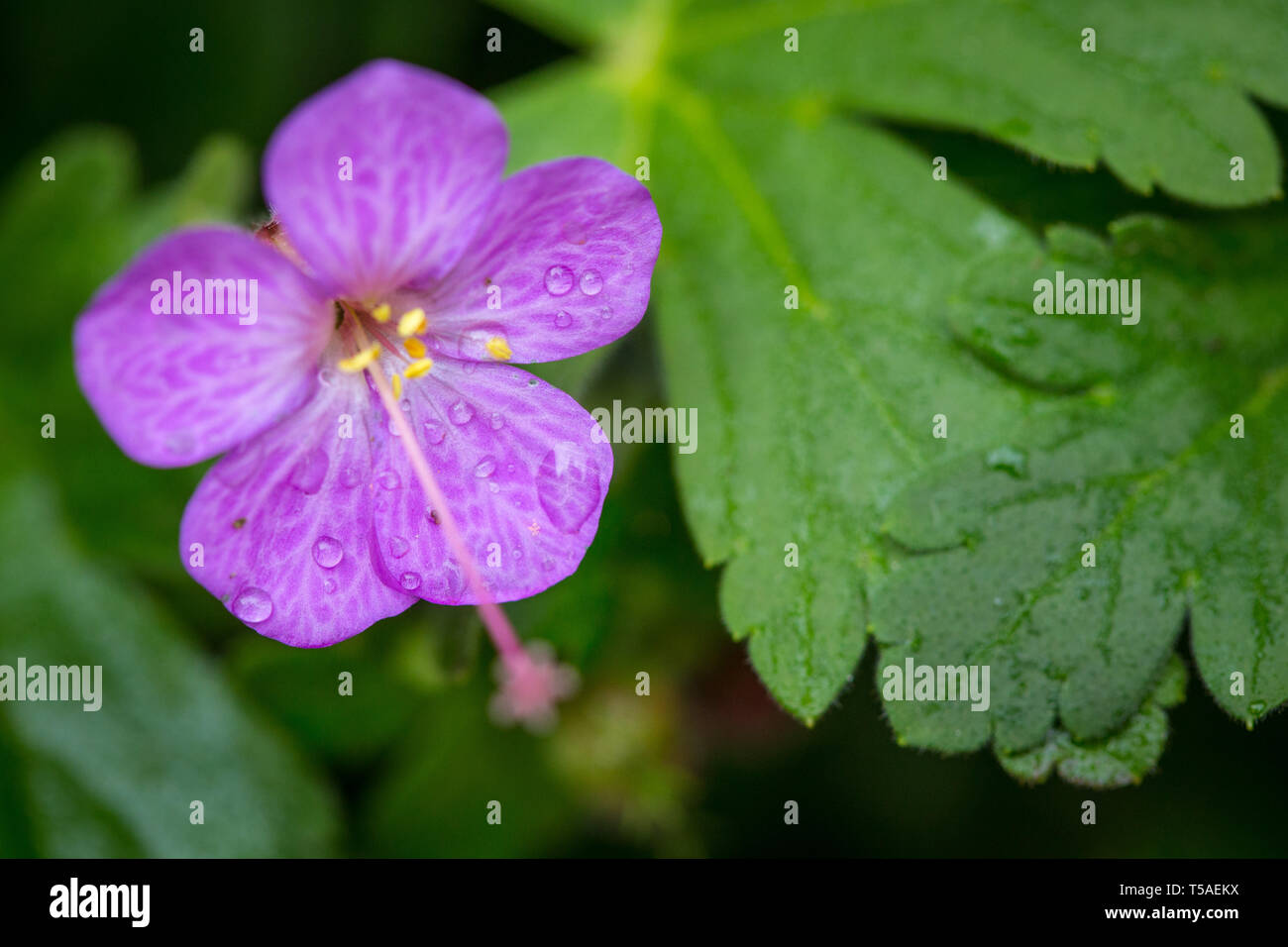 Beautiful purple ping small flowers isolated with blurred green ...