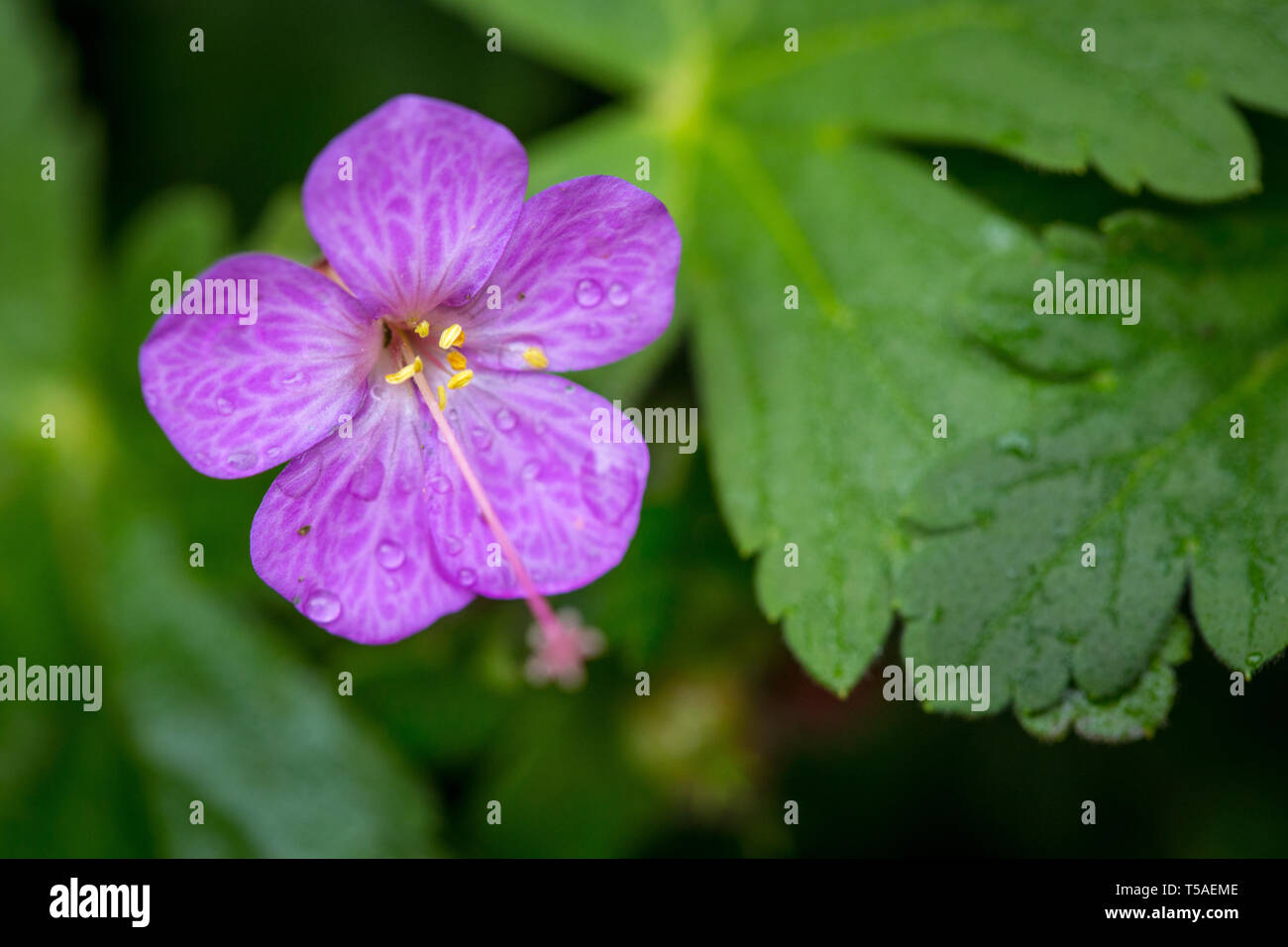 Beautiful purple ping small flowers isolated with blurred green ...