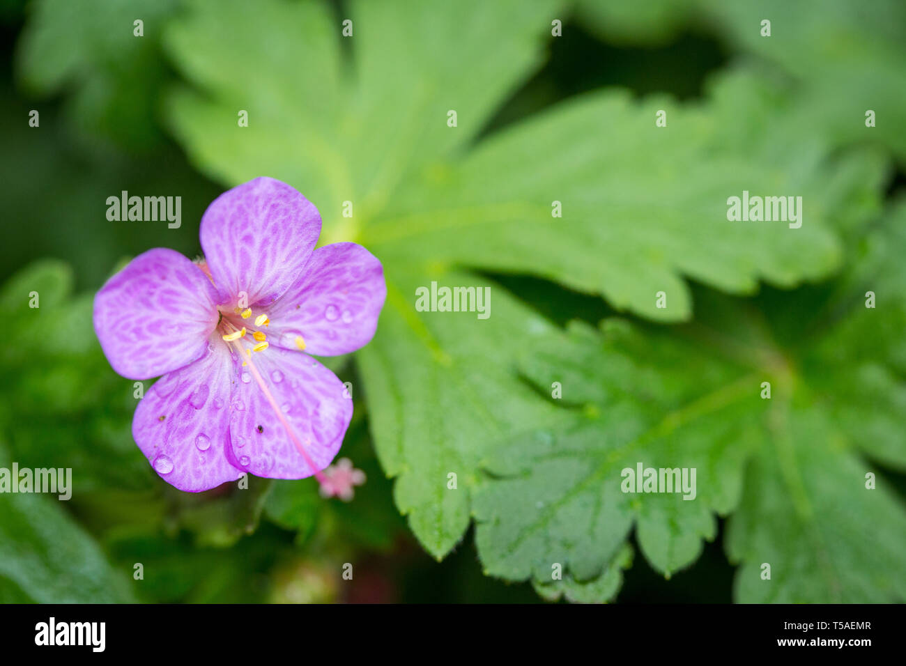 Beautiful purple ping small flowers isolated with blurred green ...