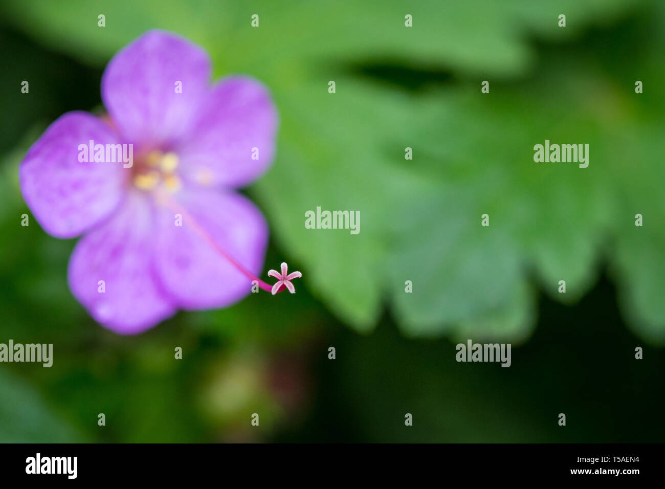 Beautiful purple ping small flowers isolated with blurred green ...