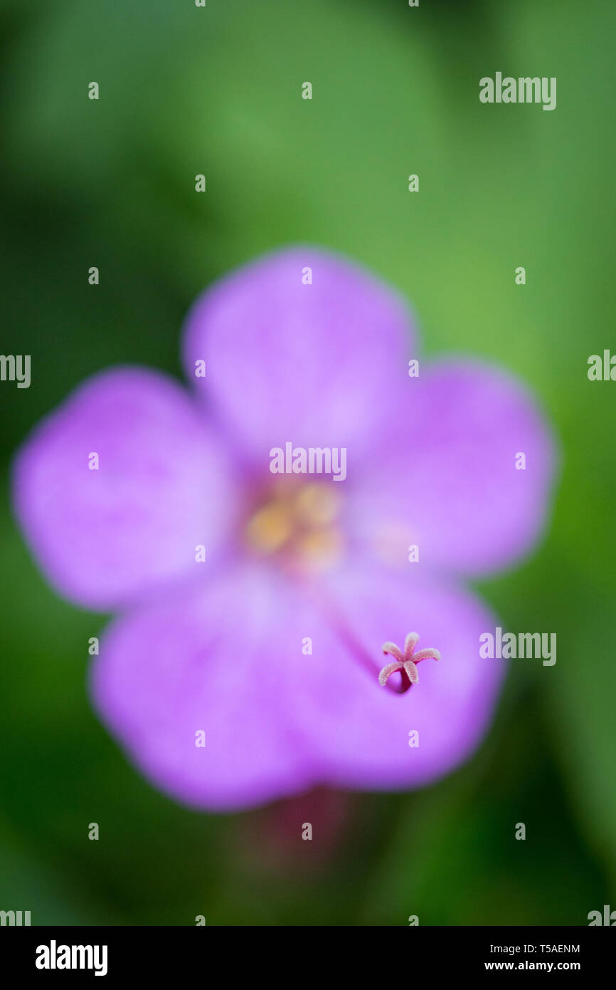 Beautiful purple ping small flowers isolated with blurred green ...