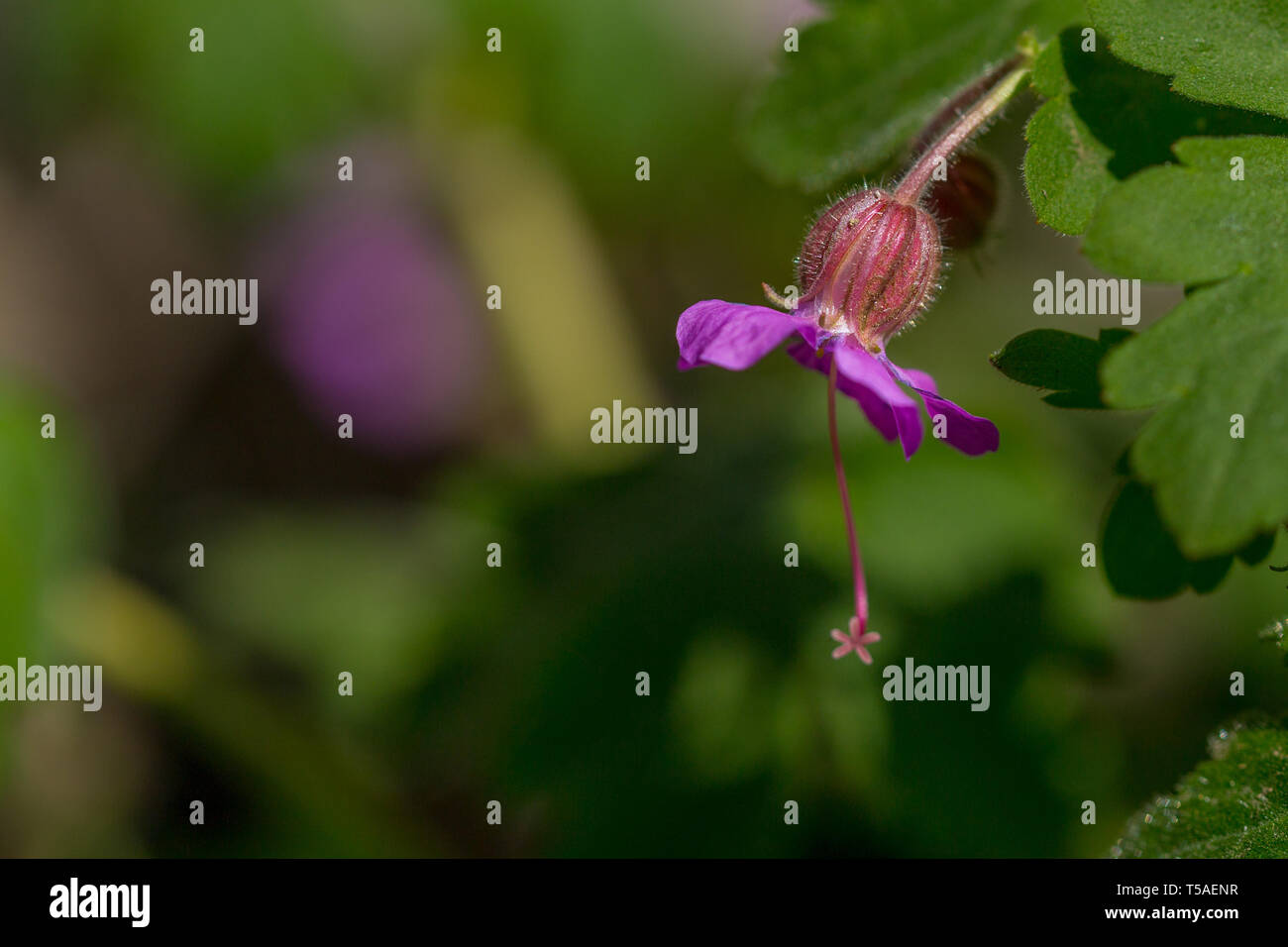 Beautiful purple ping small flowers isolated with blurred green ...