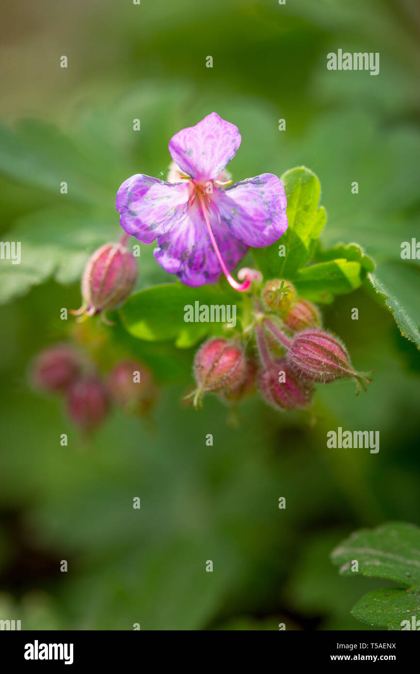 Beautiful purple ping small flowers isolated with blurred green ...