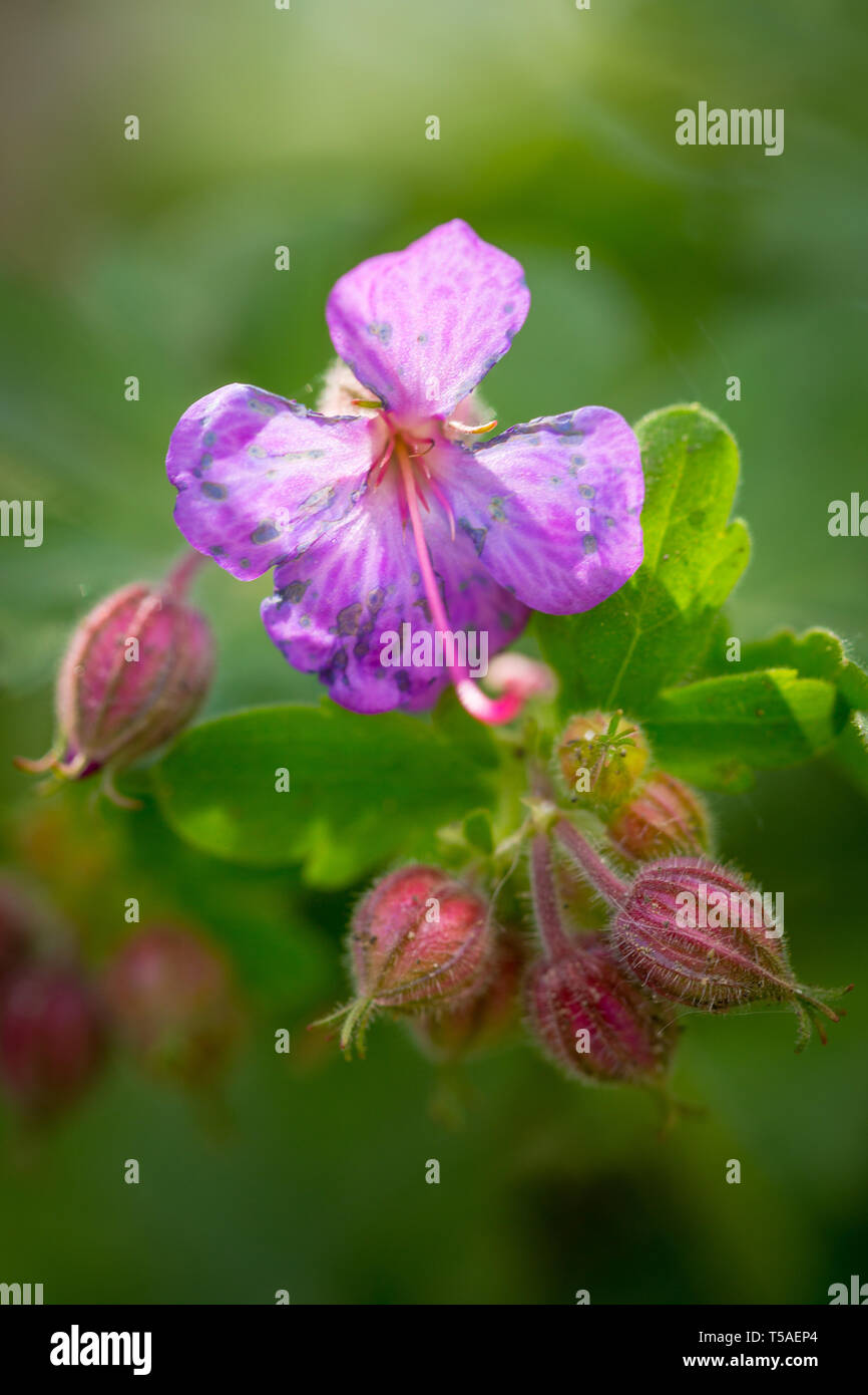 Beautiful purple ping small flowers isolated with blurred green ...