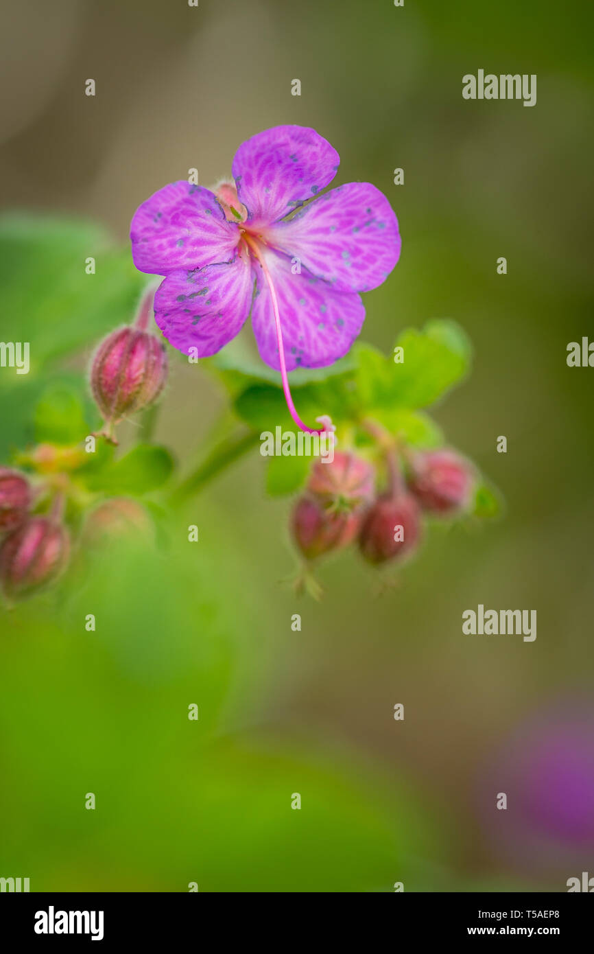 Ping purple hi-res stock photography and images - Alamy