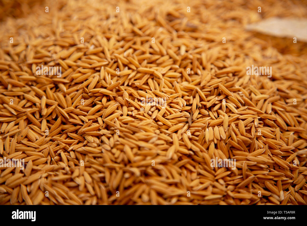 Close up rice seed Stock Photo - Alamy