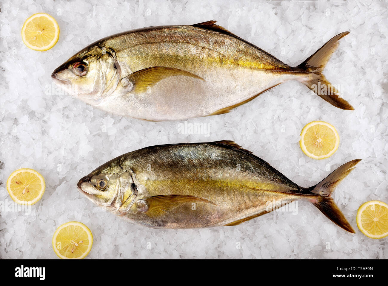 Angle fish gourmet seafood hi-res stock photography and images - Alamy