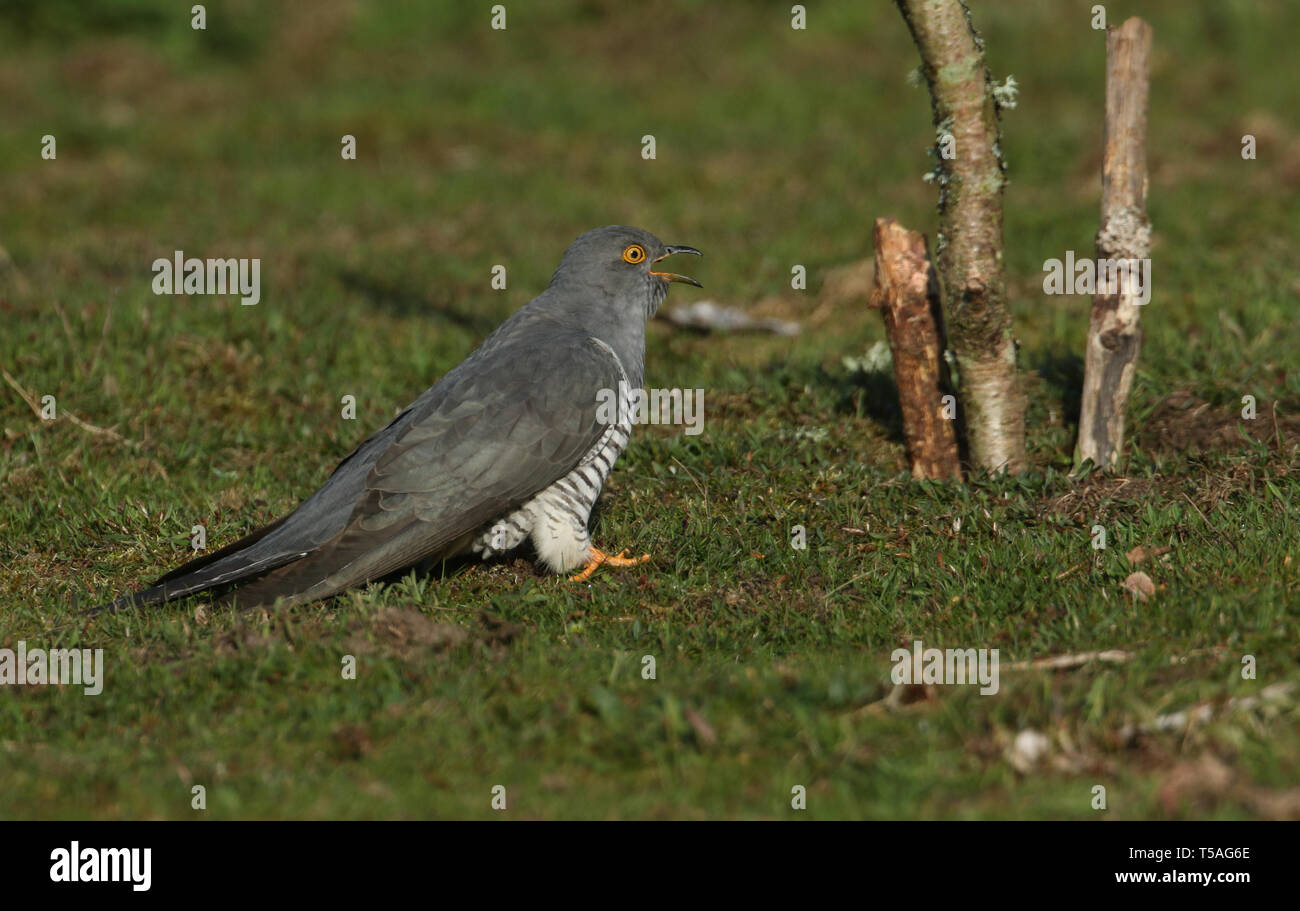 Moor moorland bird british cuckoo hi-res stock photography and images ...