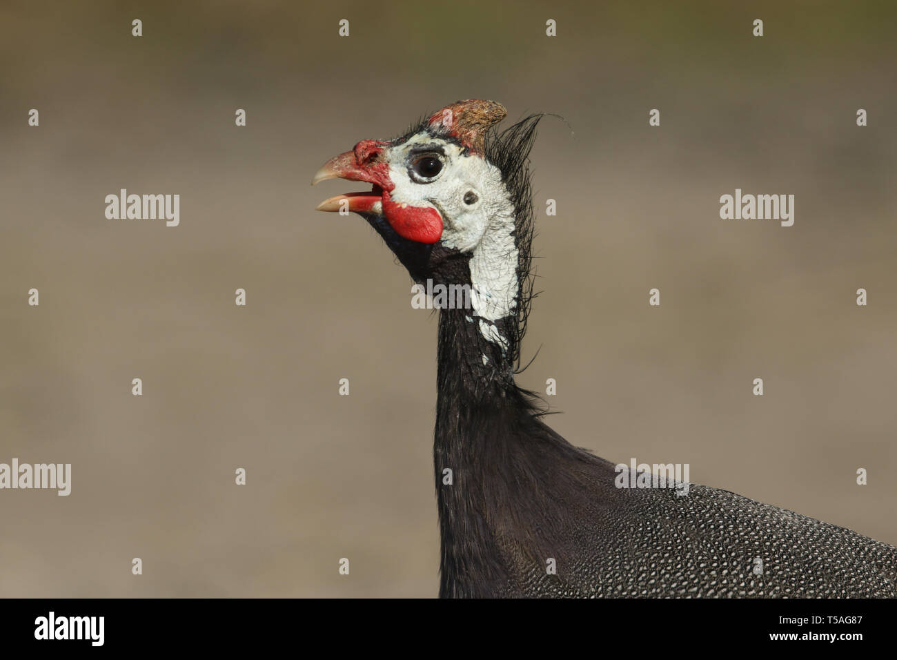 Kent fowl hi-res stock photography and images - Alamy