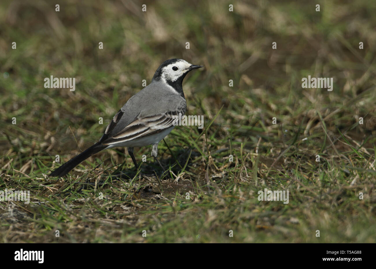 A Pied or White wagtail, Motacilla alba, hunting for insects to eat in ...