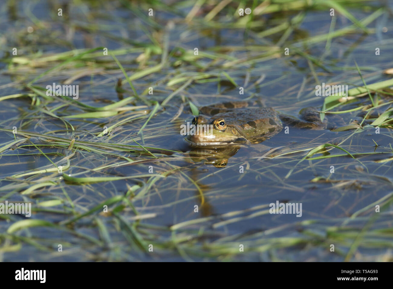 Pool frog uk hi-res stock photography and images - Alamy