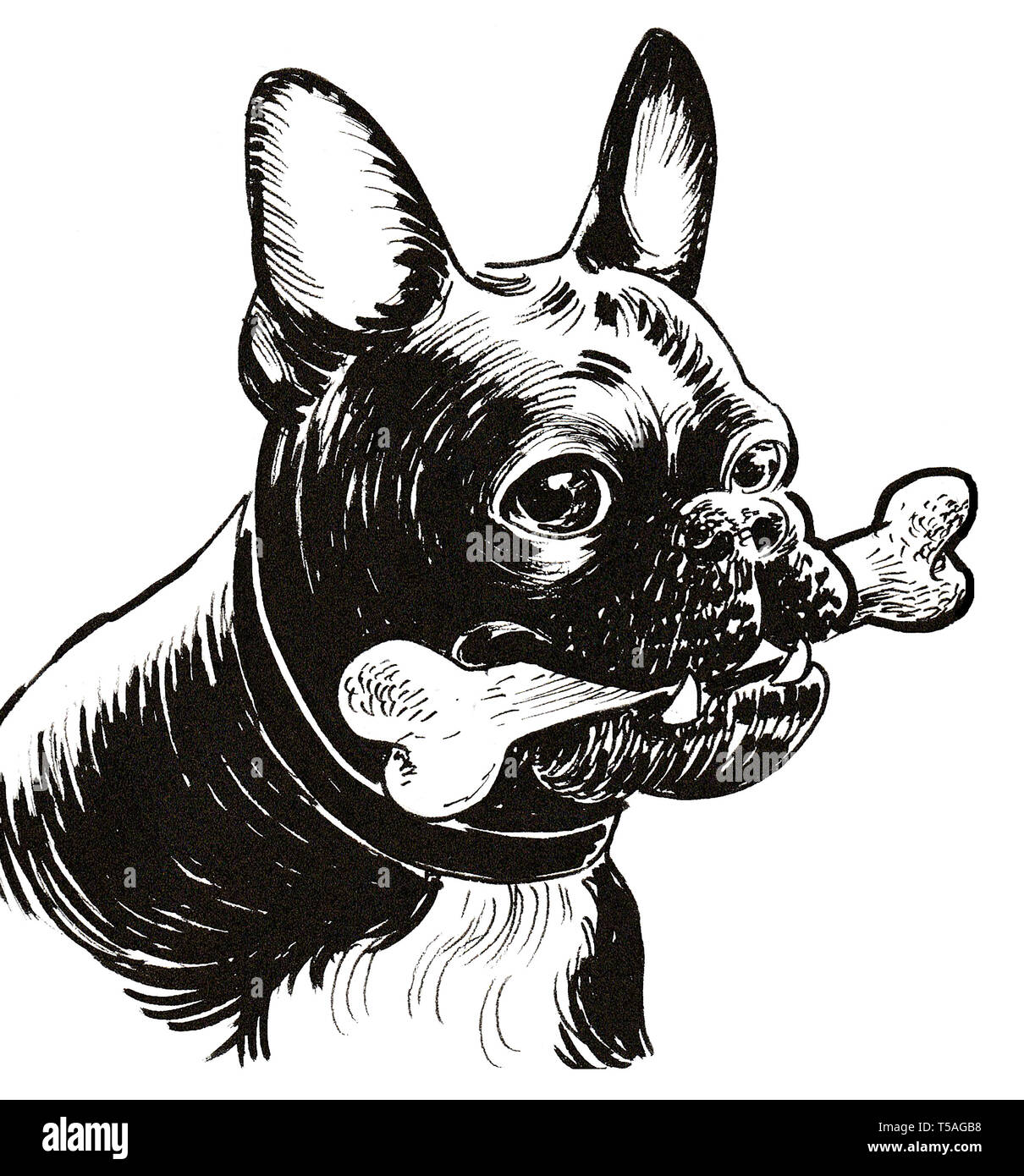 Bulldog Bone In Mouth High Resolution Stock Photography and Images - Alamy