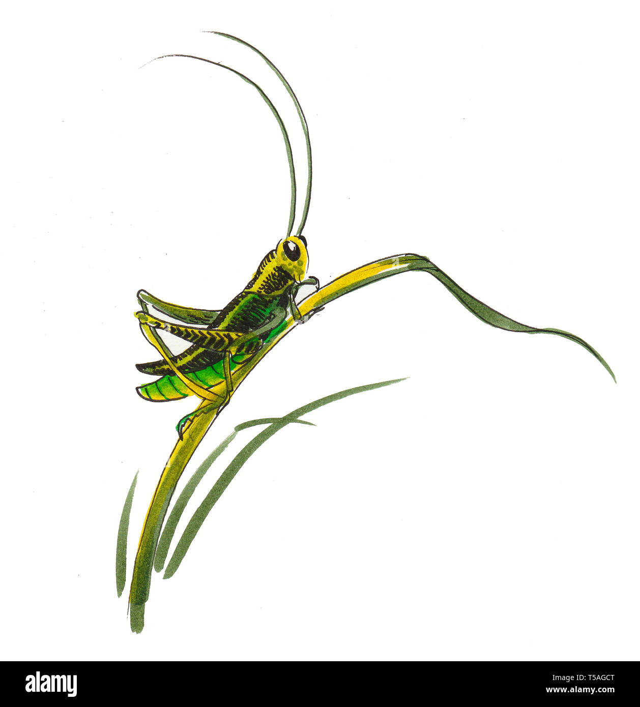 Grasshopper drawing Cut Out Stock Images & Pictures - Alamy